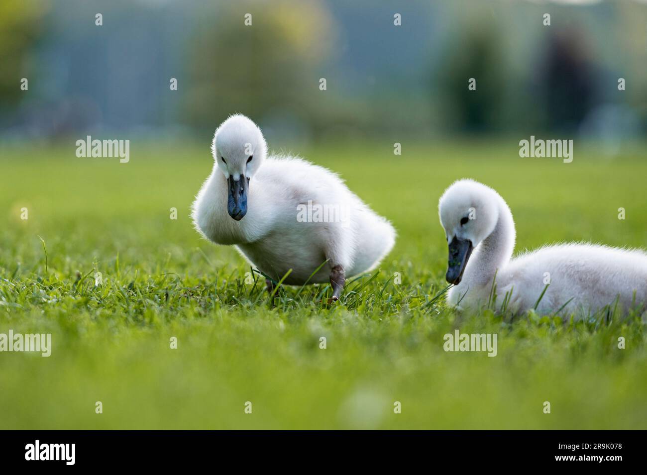 Two adorable fluffy baby swans in a green grass Stock Photo - Alamy