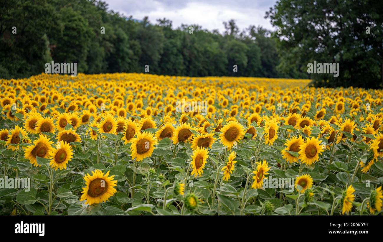 Beautiful blooming sunflowers hi-res stock photography and images - Alamy