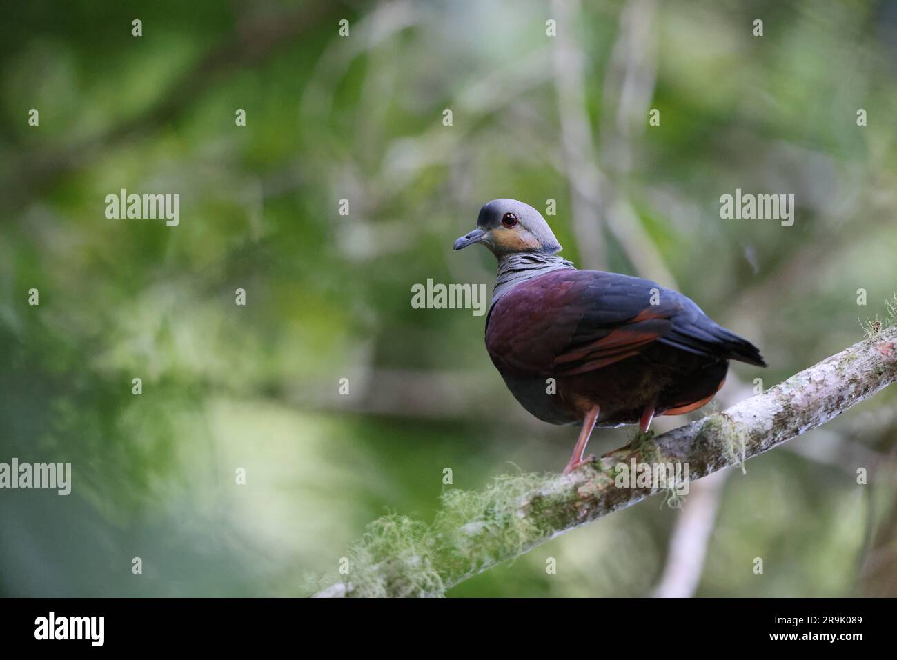 Crested quail-dove (Geotrygon versicolor) , one of Jamaican endemic ...