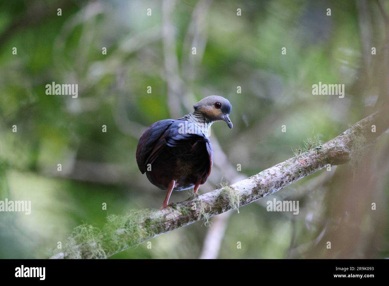 Crested quail-dove (Geotrygon versicolor) , one of Jamaican endemic ...