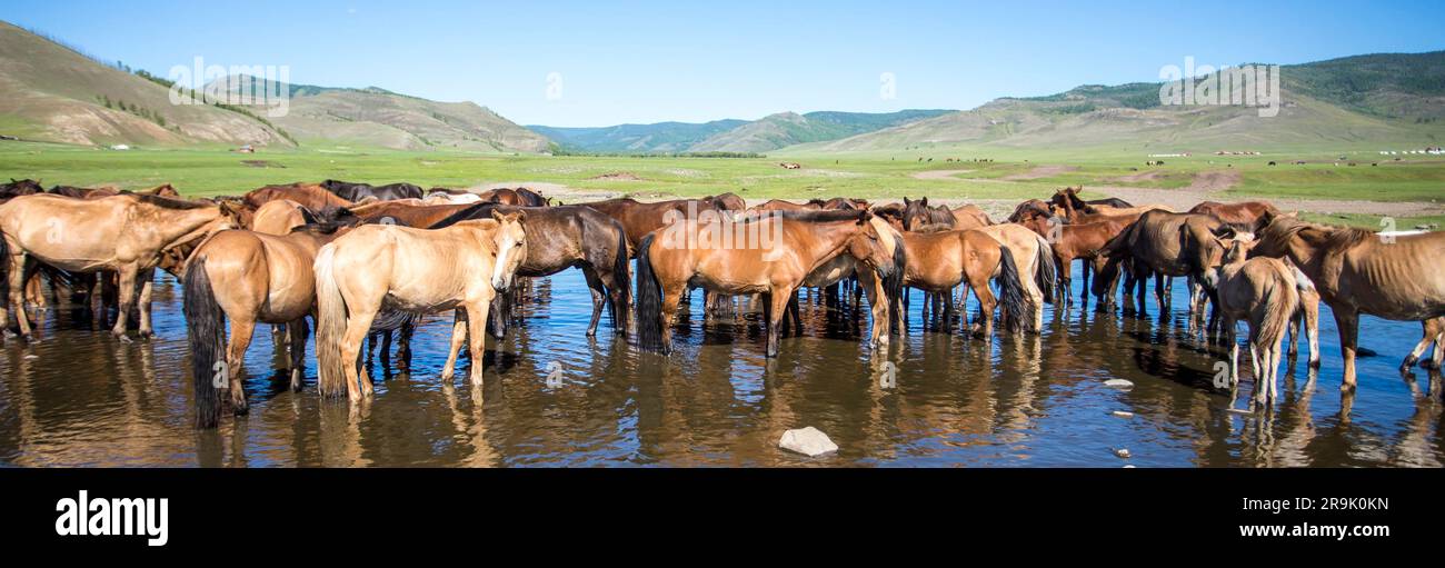 A herd at rest Stock Photo - Alamy