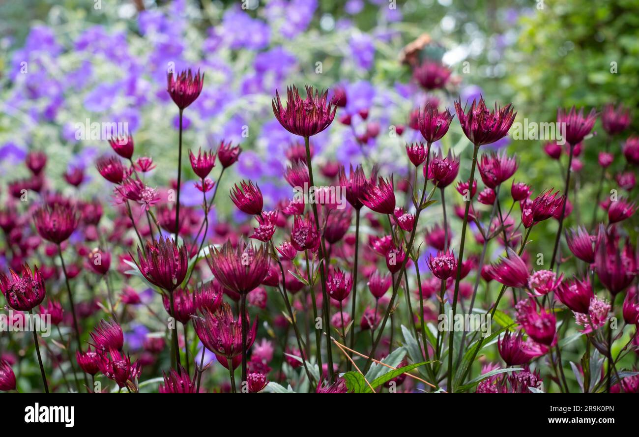 Maroon colour star-shaped astrantia masterwort flowers in foreground ...