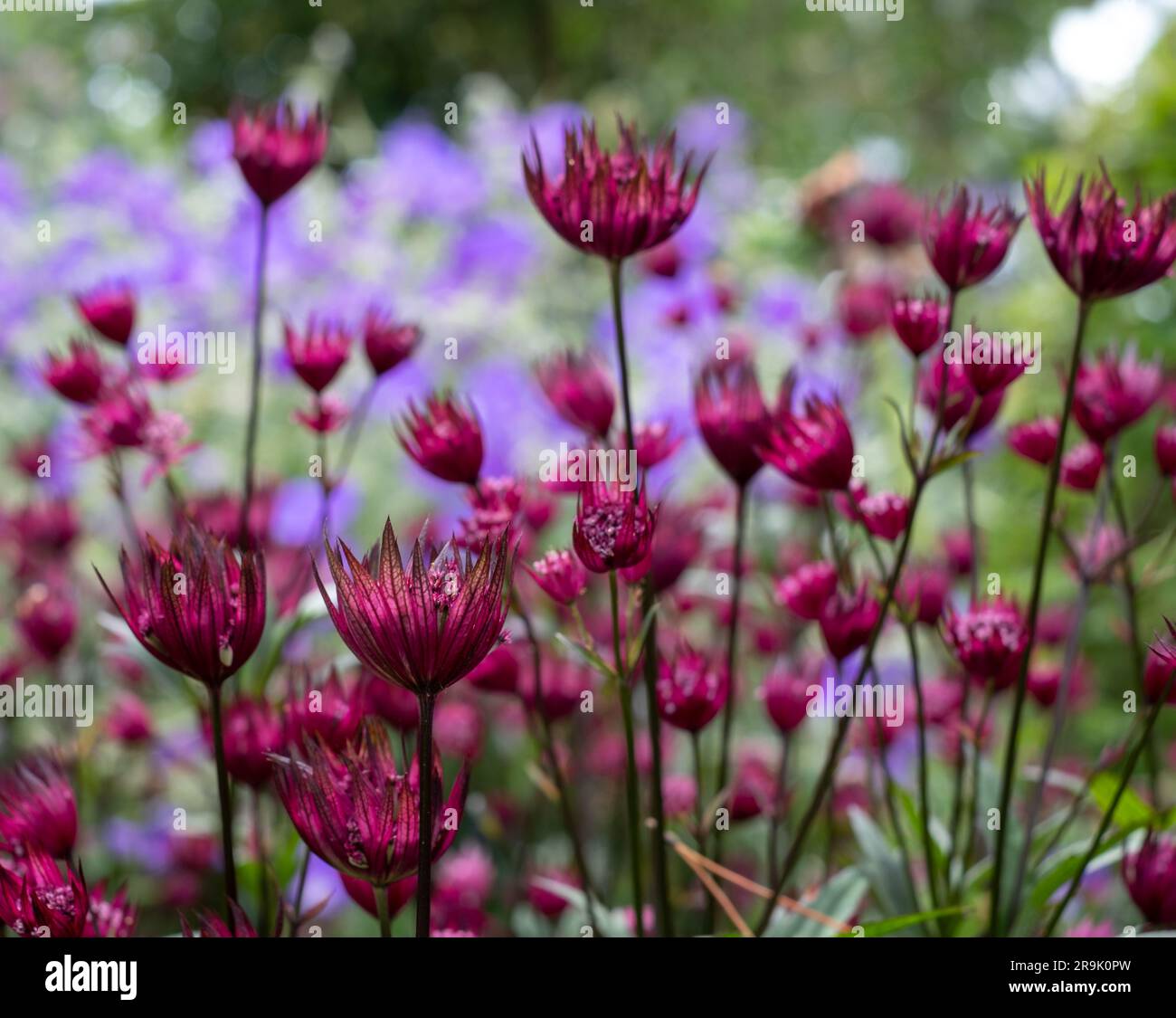Maroon colour star-shaped astrantia masterwort flowers in foreground ...