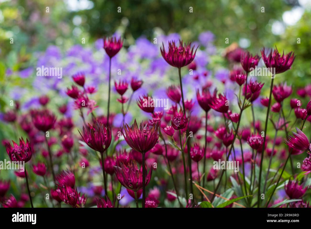 Maroon colour star-shaped astrantia masterwort flowers in foreground ...