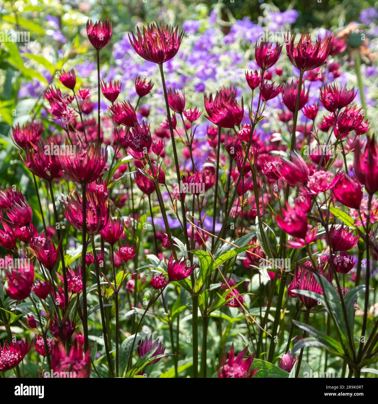 Maroon colour star-shaped astrantia masterwort flowers in foreground ...