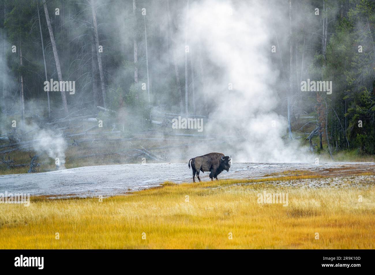 Yellowstone National Park, Wyoming Stock Photo - Alamy