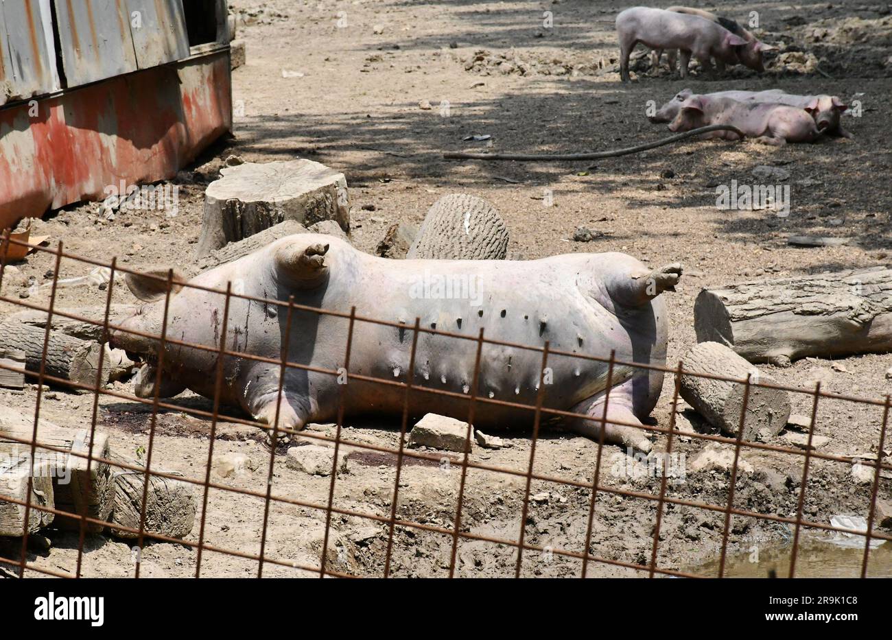 Dead pigs hi-res stock photography and images - Alamy
