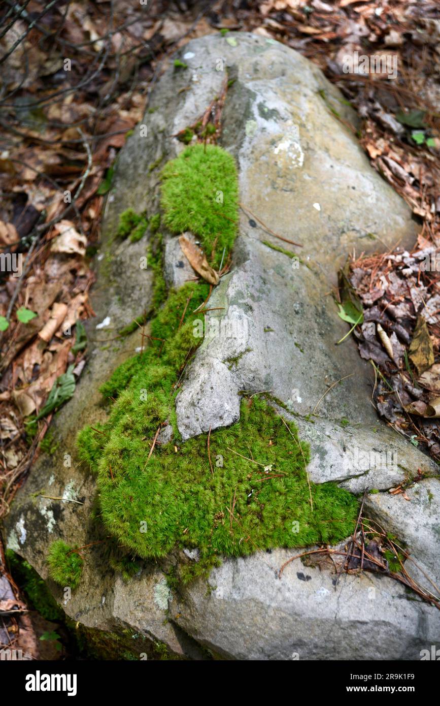 Moss grows on a limestone rock in Jefferson National Forest in Virginia ...