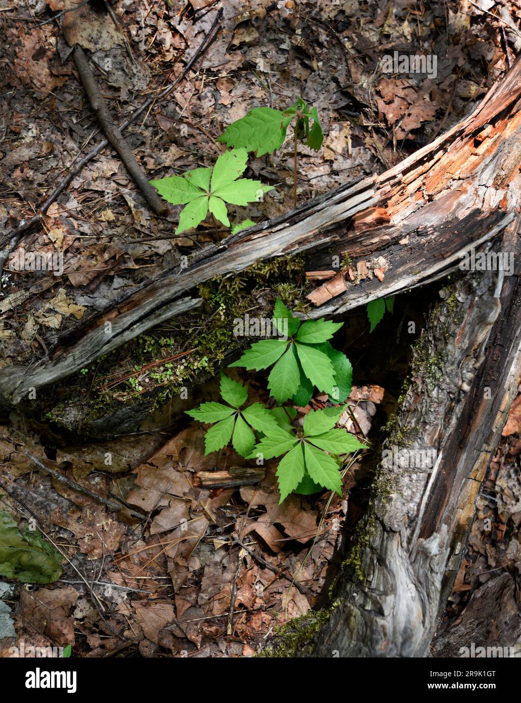 Virginia creeper vines growing in the Jefferson National Forest in ...