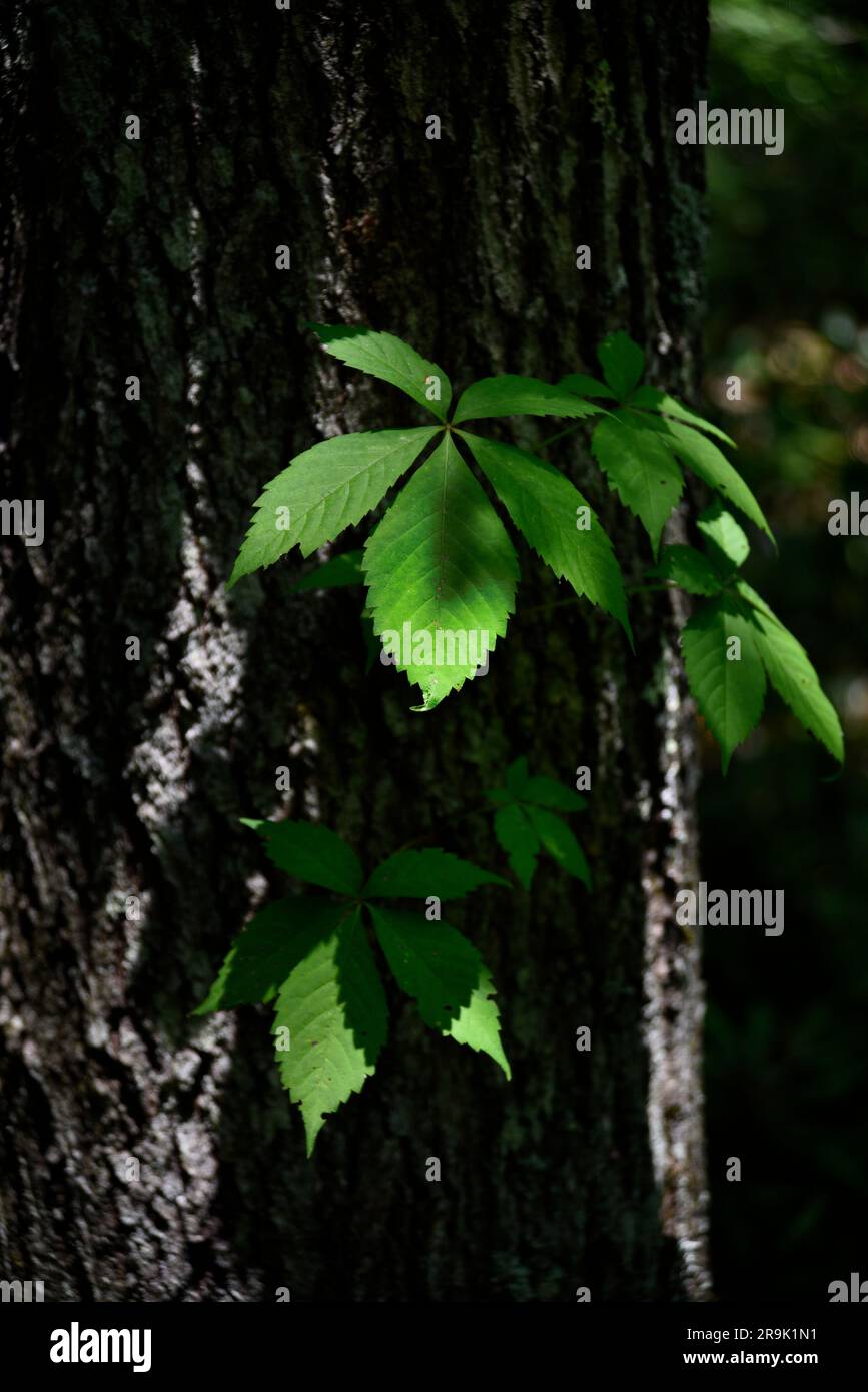 Virginia creeper vines grow up a tree in Jefferson National Forest in ...