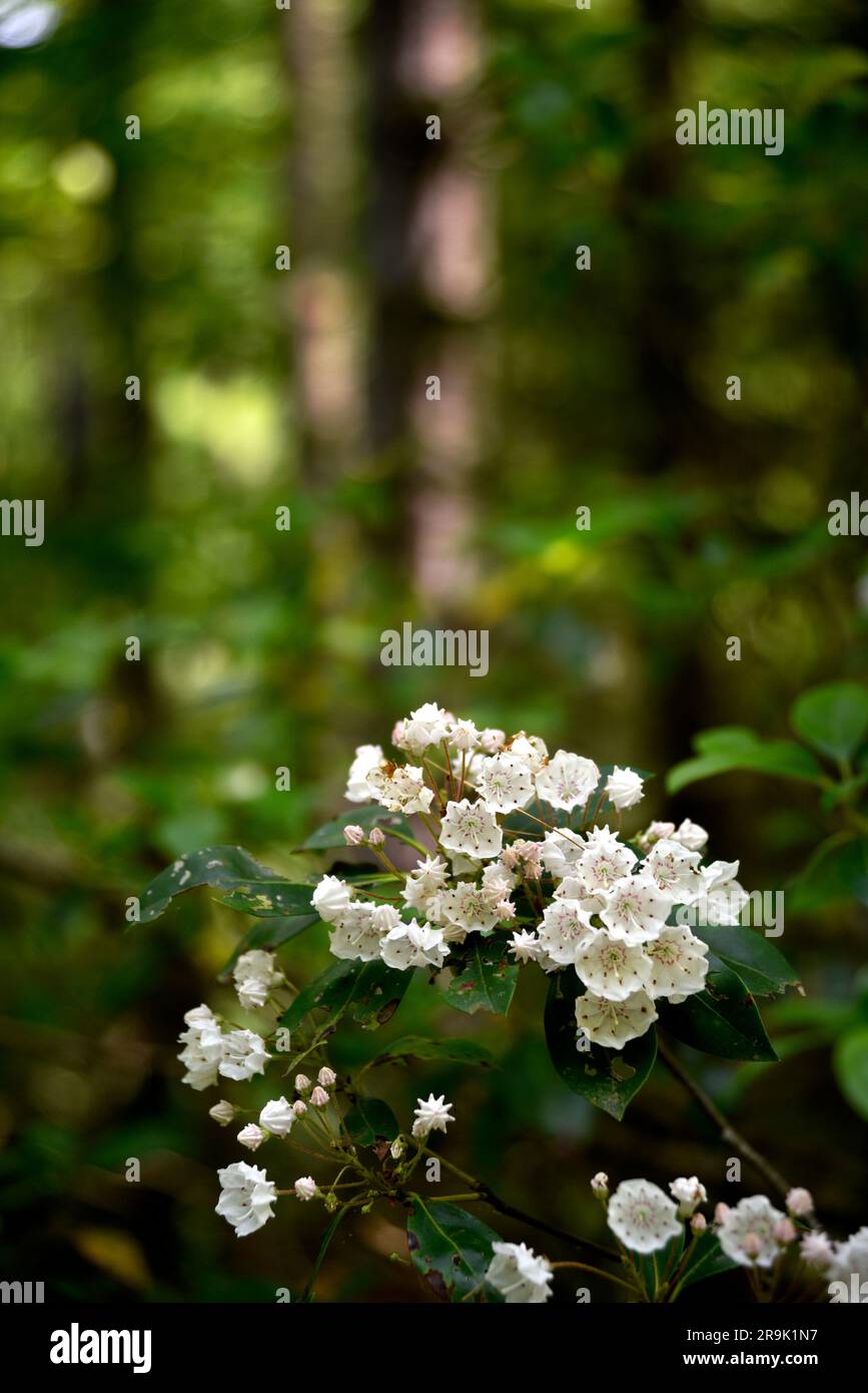 Laurel plants hi-res stock photography and images - Alamy