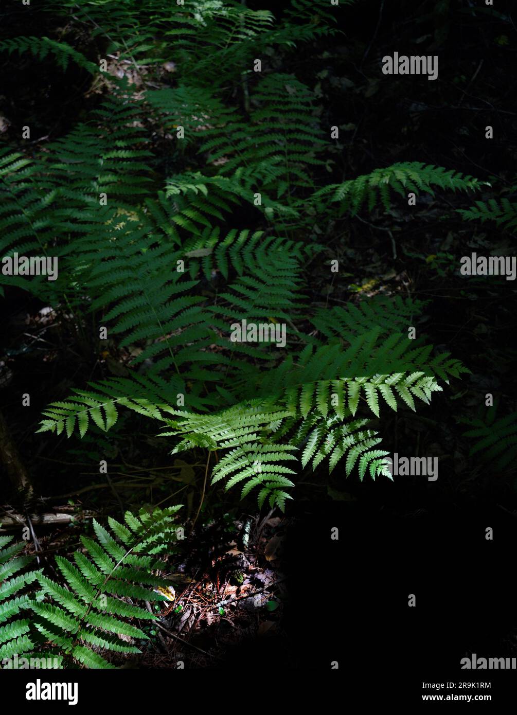 Cinnamon ferns (Osmunda cinnamomea) grow in Jefferson National Forest ...
