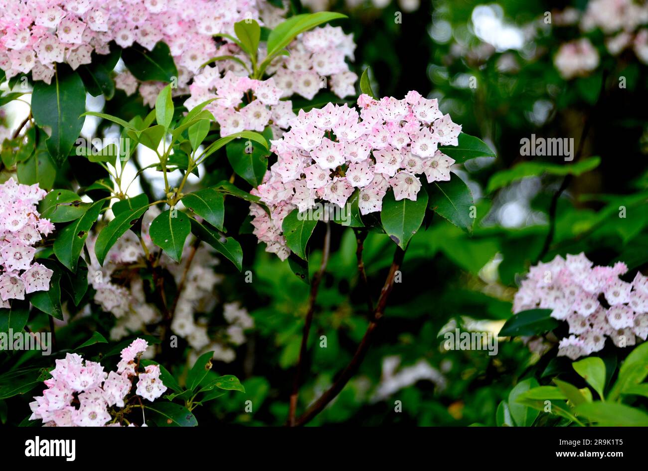 Wild native mountain laurel plants (Kalmia latifolia) blooming in the ...