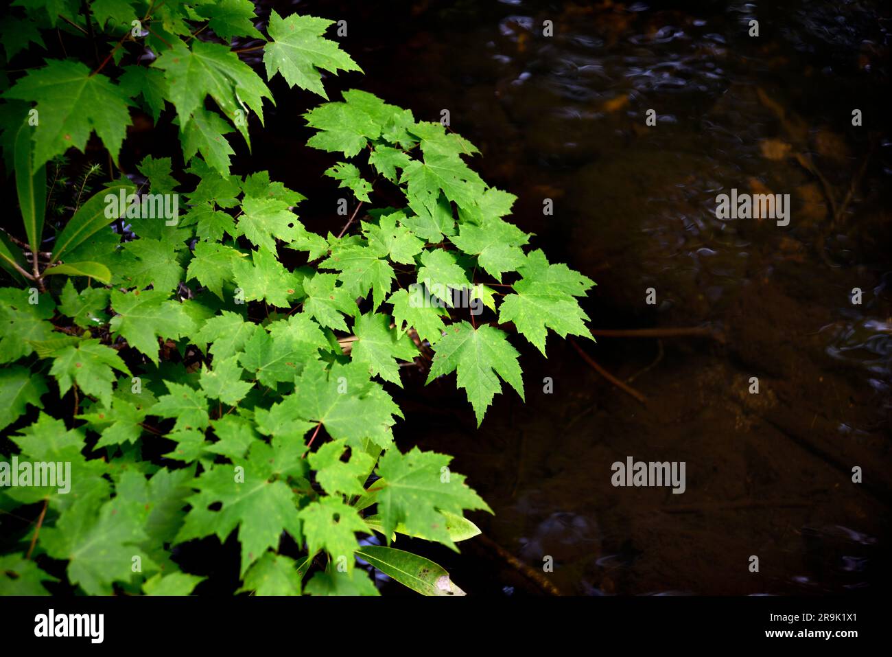 A maple tree grows beside a creek in the Jefferson National Forest in ...