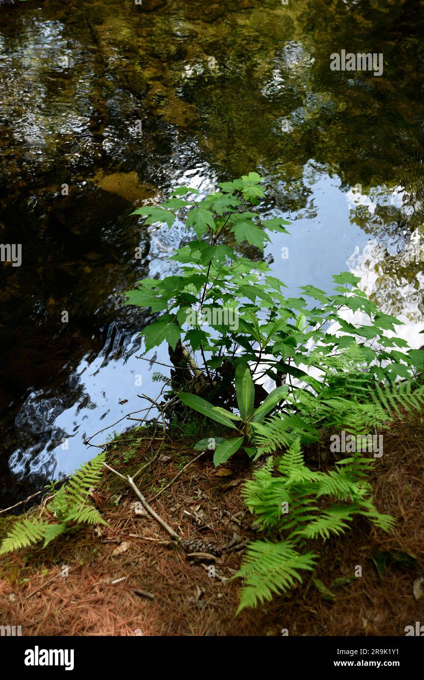 Native trees, ferns and other plants grow beside a creek in the ...