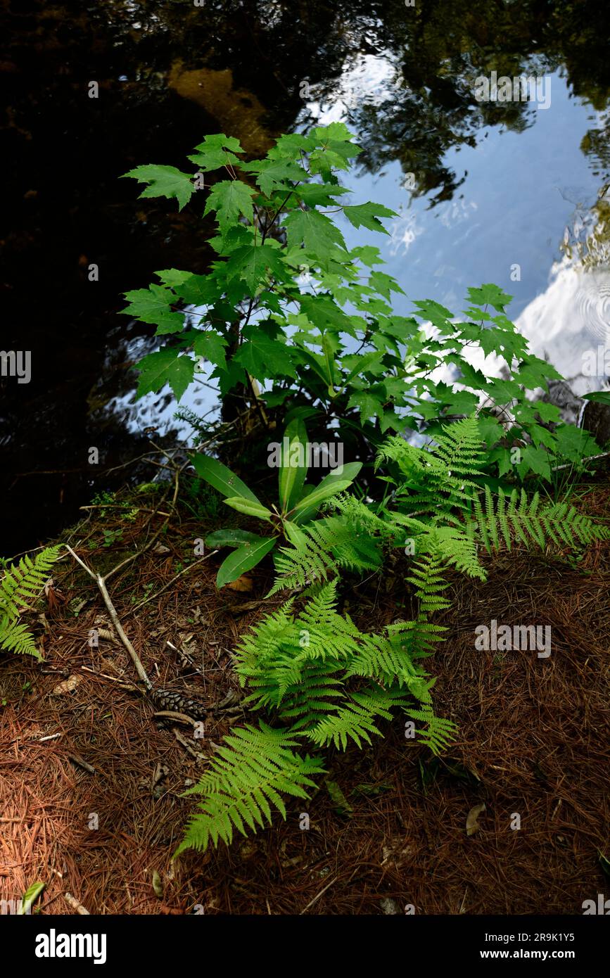 Native trees, ferns and other plants grow beside a creek in the ...