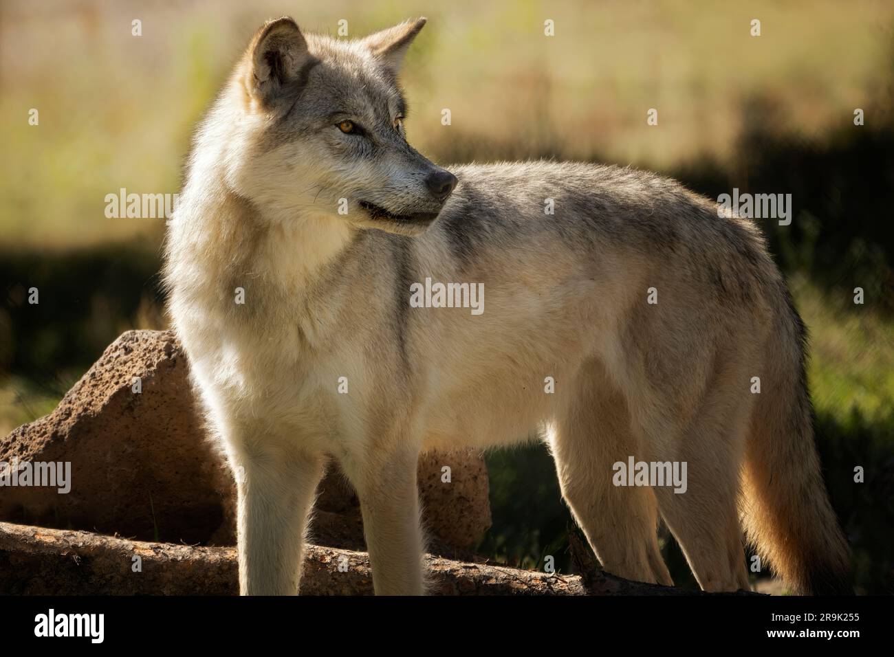 Close up of Wolf. Fossil butte Pack. Grizzly and Wolf Discovery Center ...