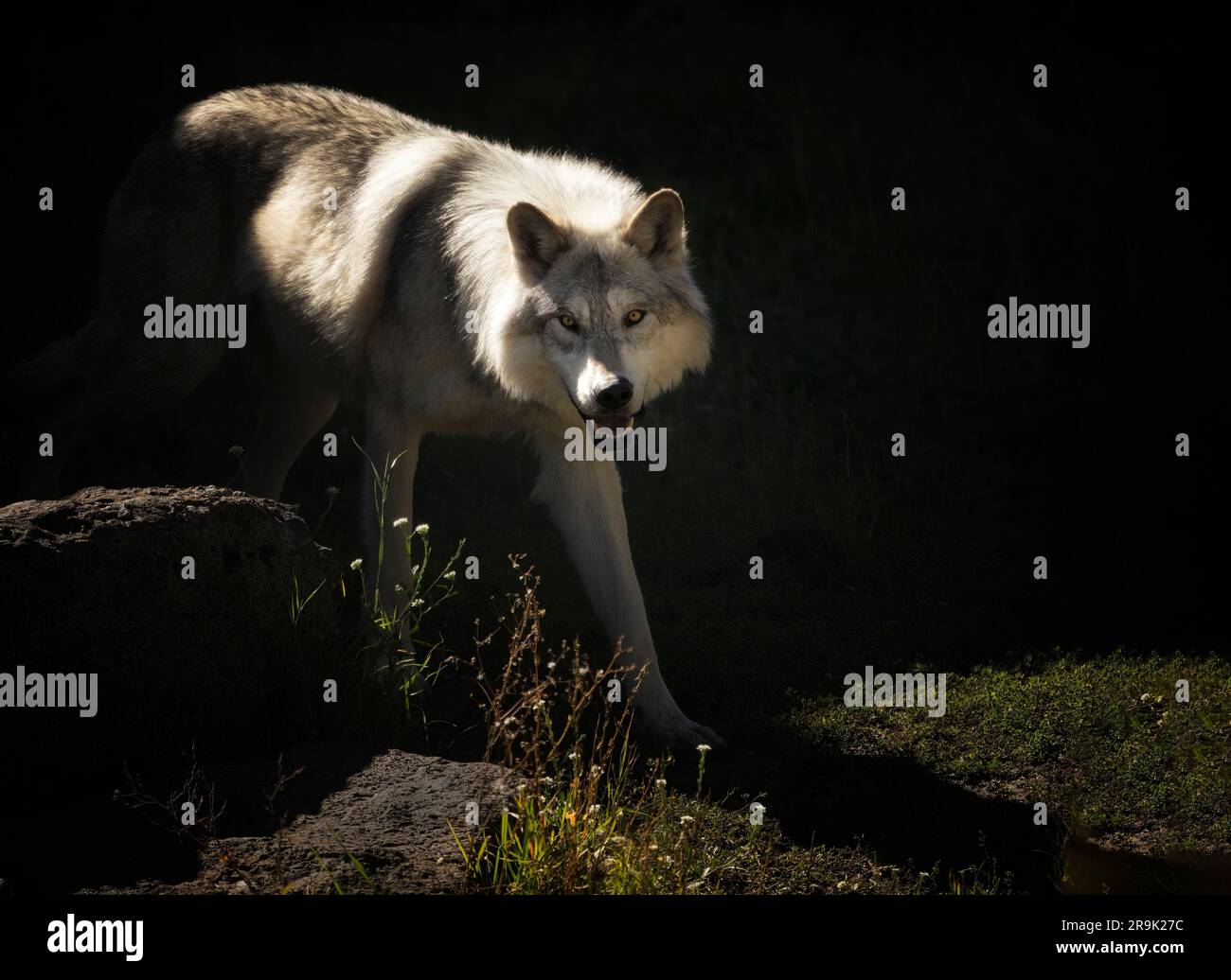 Close up of Wolf. Fossil Butte Pack. Grizzly and Wolf Discovery Center ...