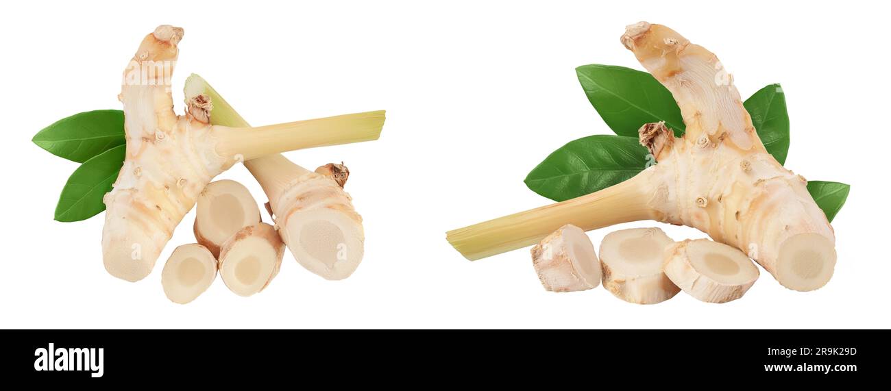 Fresh galangal root with slices isolated on white background with full ...