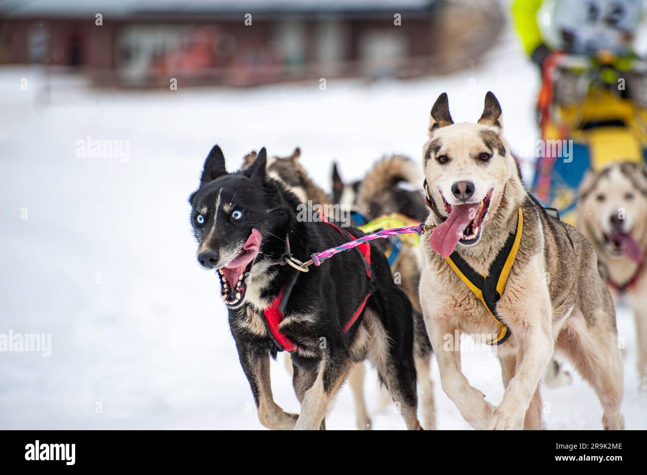 Sled dog scene during a competition Stock Photo - Alamy
