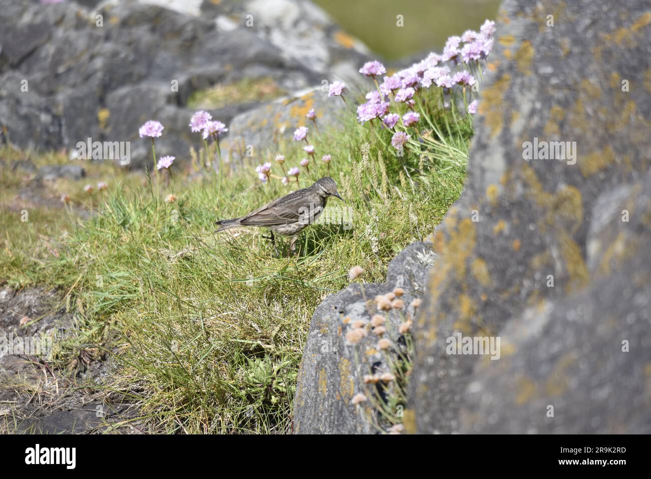 Right-Profile Image of a Eurasian Rock Pipit (Anthus petrosus ...