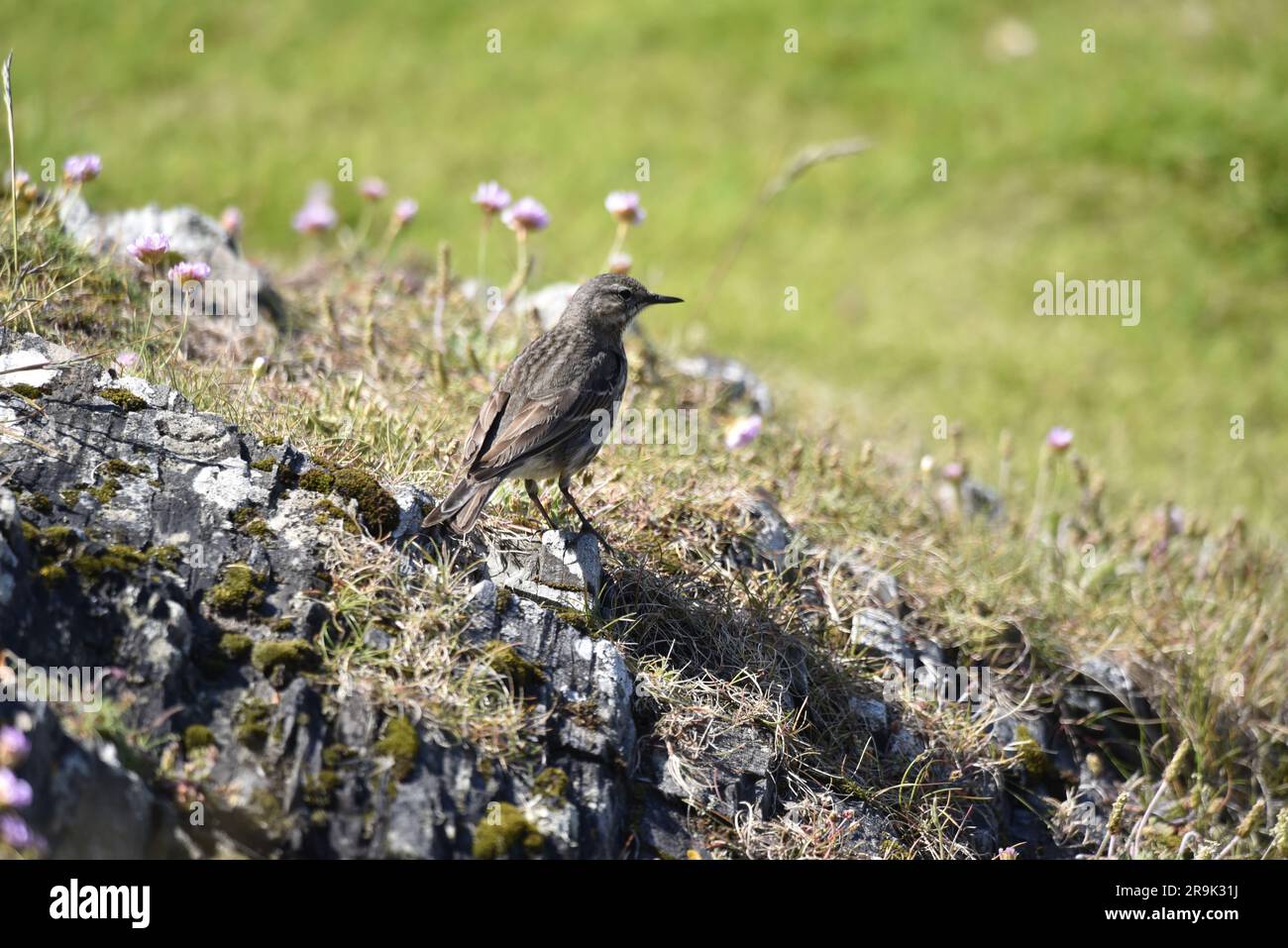 Eurasian Rock Pipit (Anthus petrosus) Perched on Top of Coastal Rocks ...