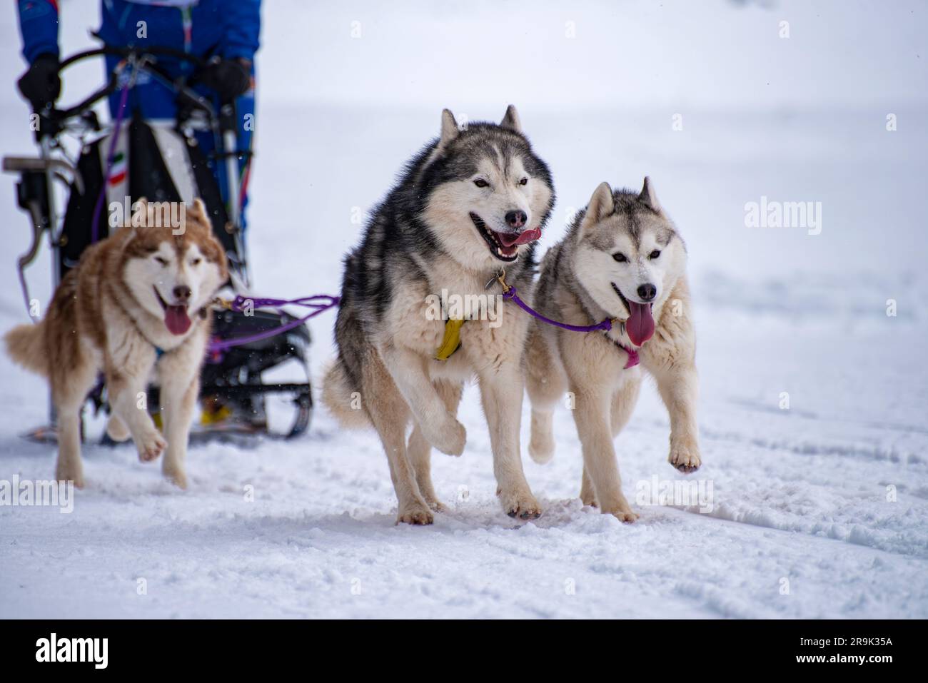 Sled dog scene during a competition Stock Photo - Alamy