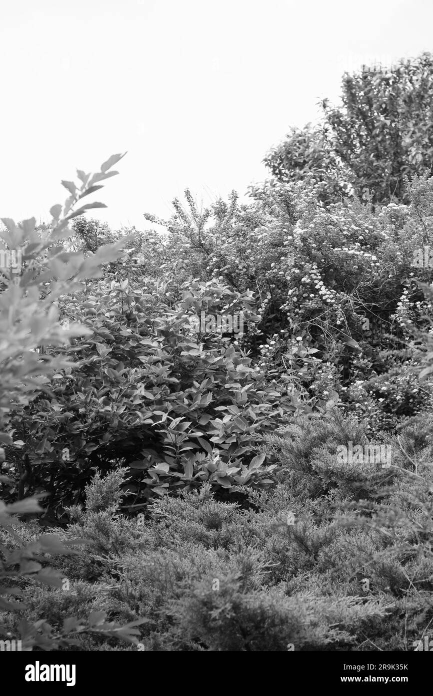 Lots of bushes Black and White Stock Photos & Images - Alamy