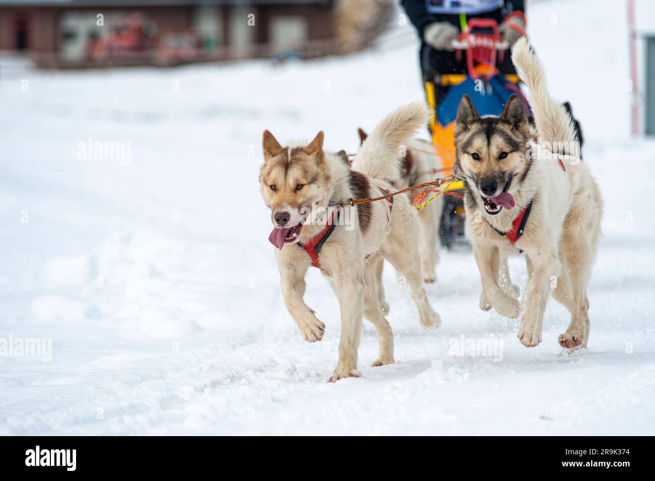 Sled dog scene during a competition Stock Photo - Alamy