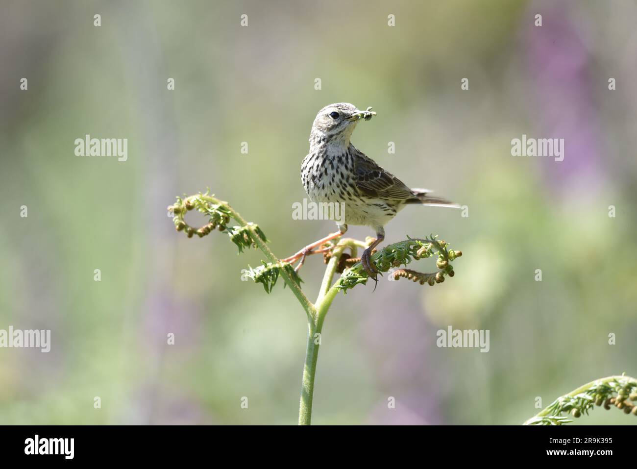 Meadow Pipit (Anthus pratensis) Perched on Top of a Single Plant with ...