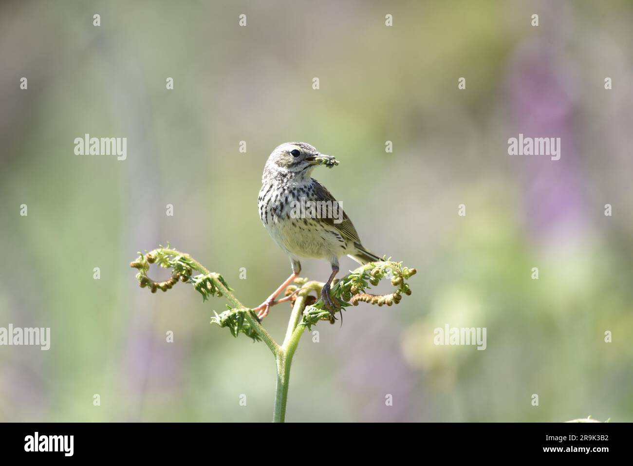 Meadow Pipit (Anthus pratensis) Perched on a Plant with Food in Beak ...