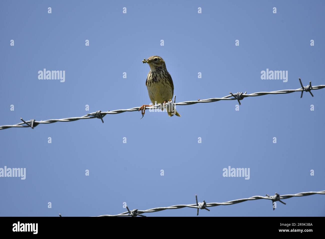 Man barbed wire on head hi-res stock photography and images - Alamy