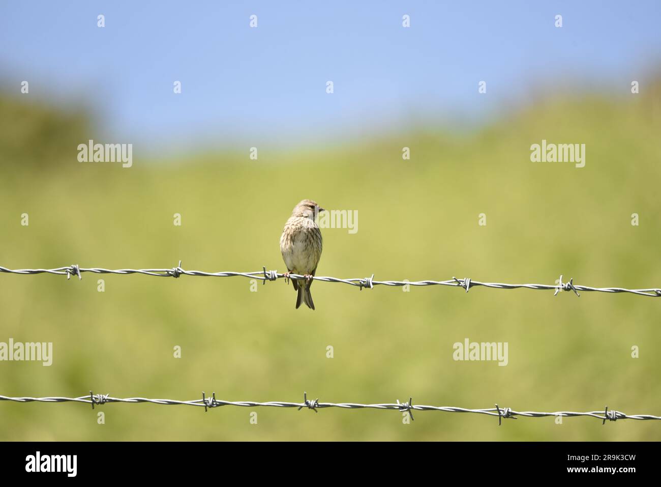 Female Common Linnet (Carduelis cannabina) Perched on Barbed-Wire ...