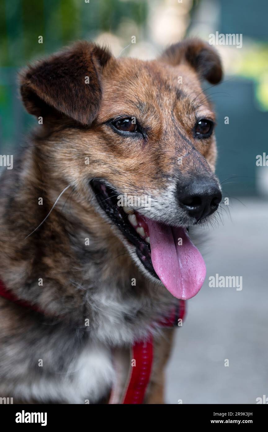 Purebred red dog. Portrait of red dog outdoor. Beautiful domestic dog ...