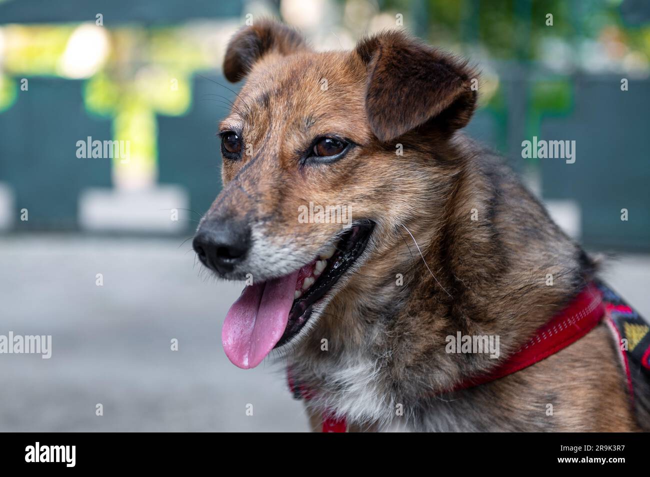 Purebred red dog. Portrait of red dog outdoor. Beautiful domestic dog ...