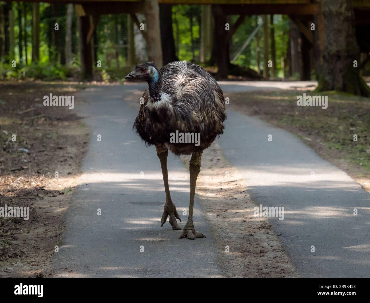 ostrich emu - Dromaius, a large flightless bird walking around the park ...