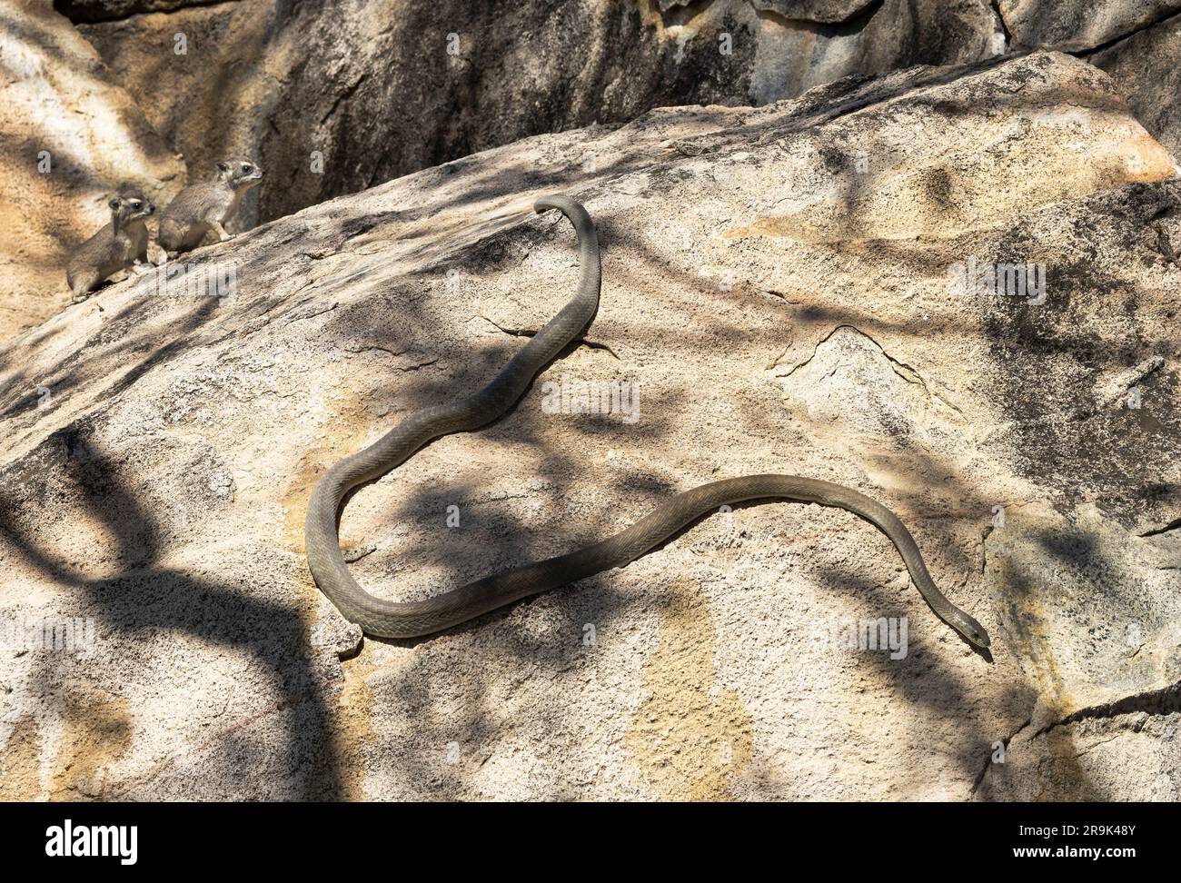 Black mouth membrane hi-res stock photography and images - Alamy