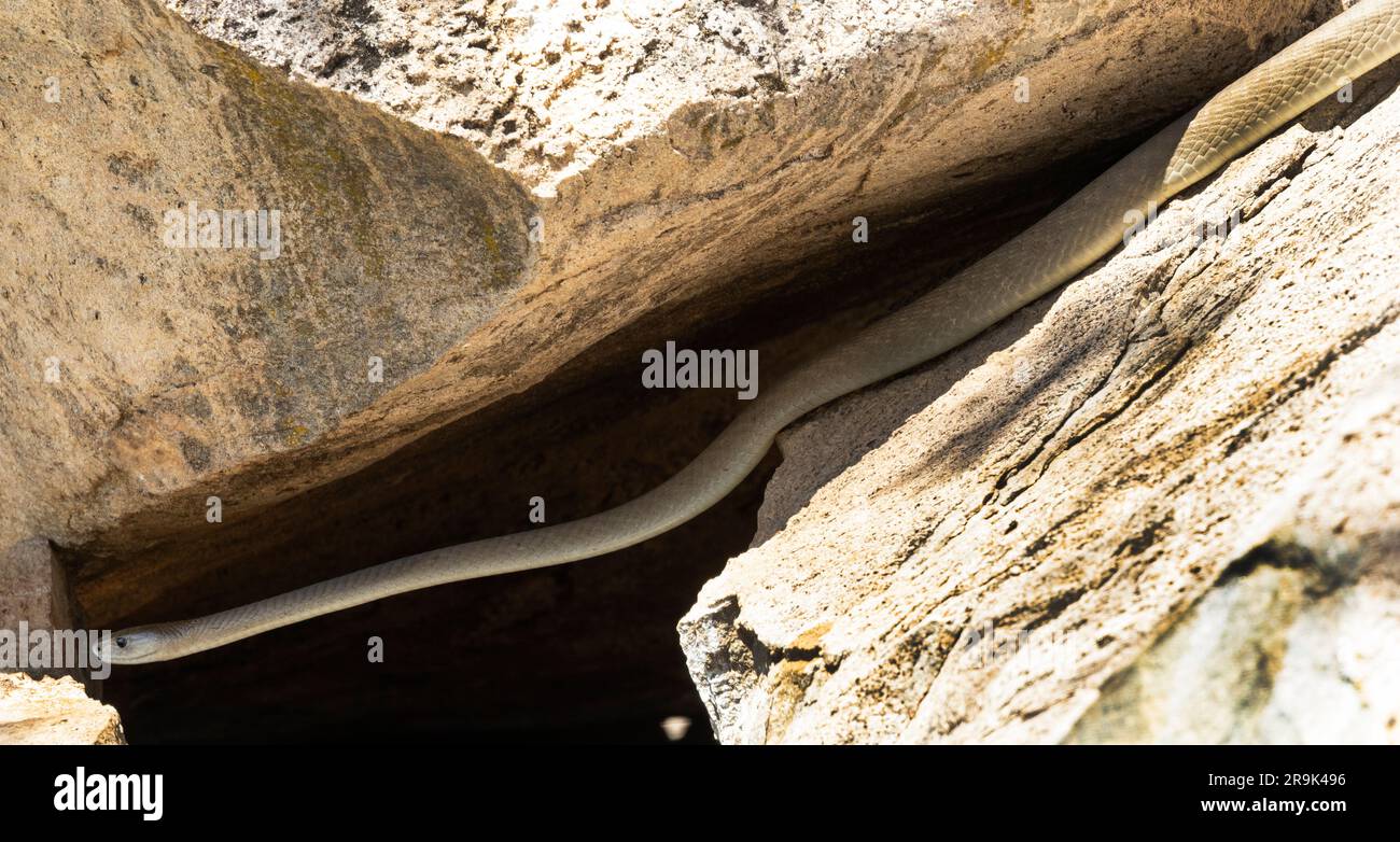 Black mamba fang hi-res stock photography and images - Alamy