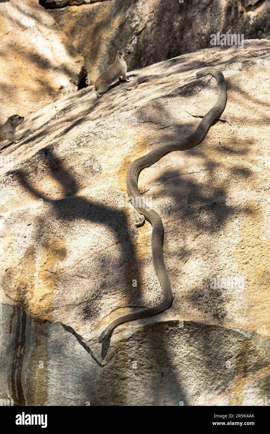 Black mamba fang hi-res stock photography and images - Alamy