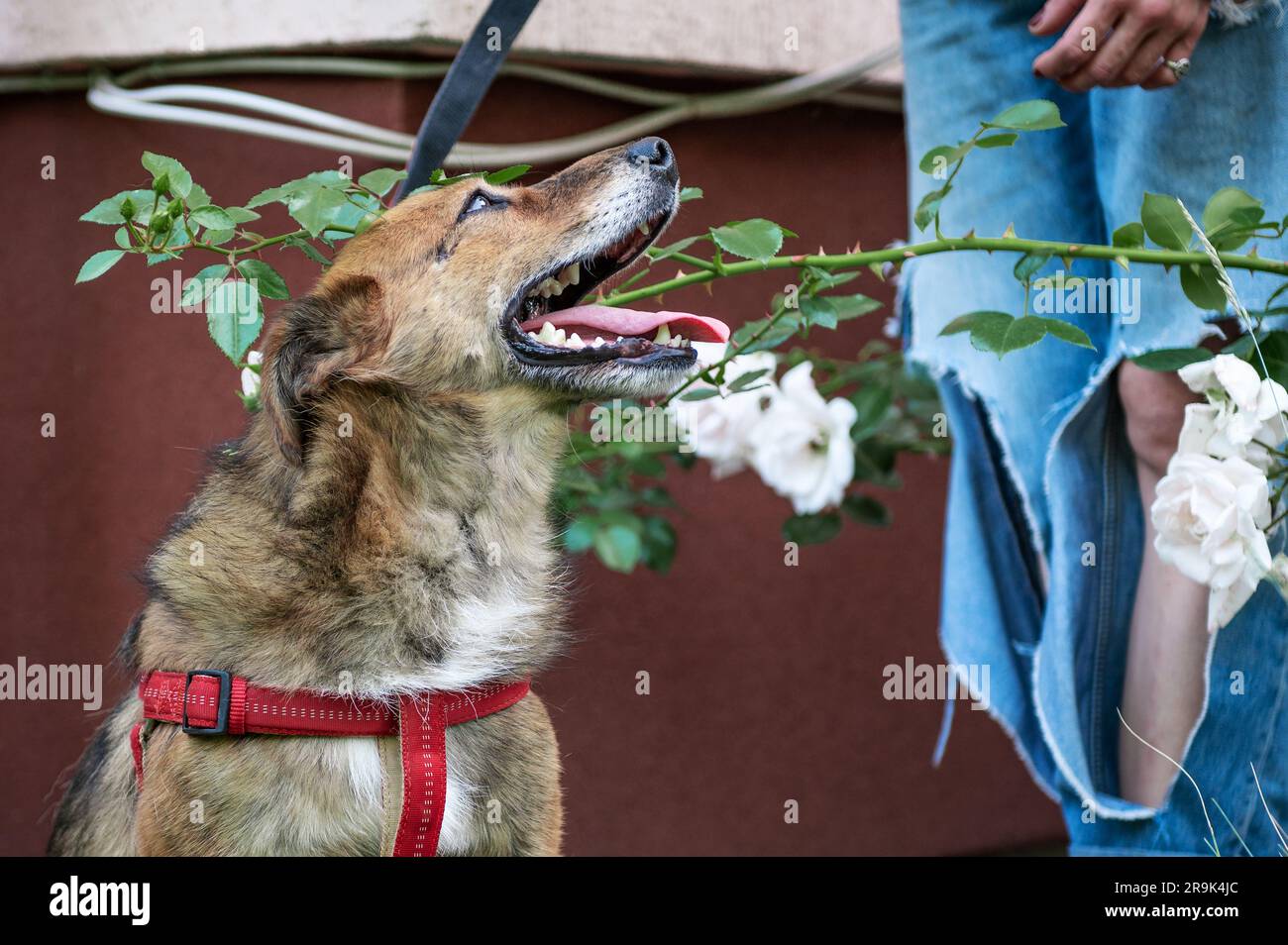 Purebred red dog in shelter. Portrait of red dog outdoor. Beautiful ...