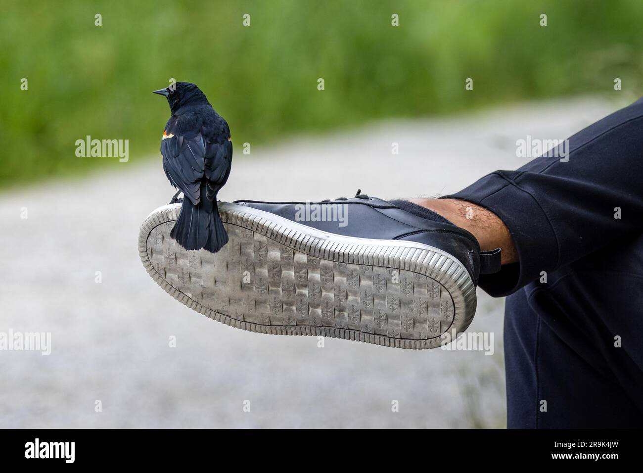 A man sitting on a bench with a bird on his leg hi-res stock ...