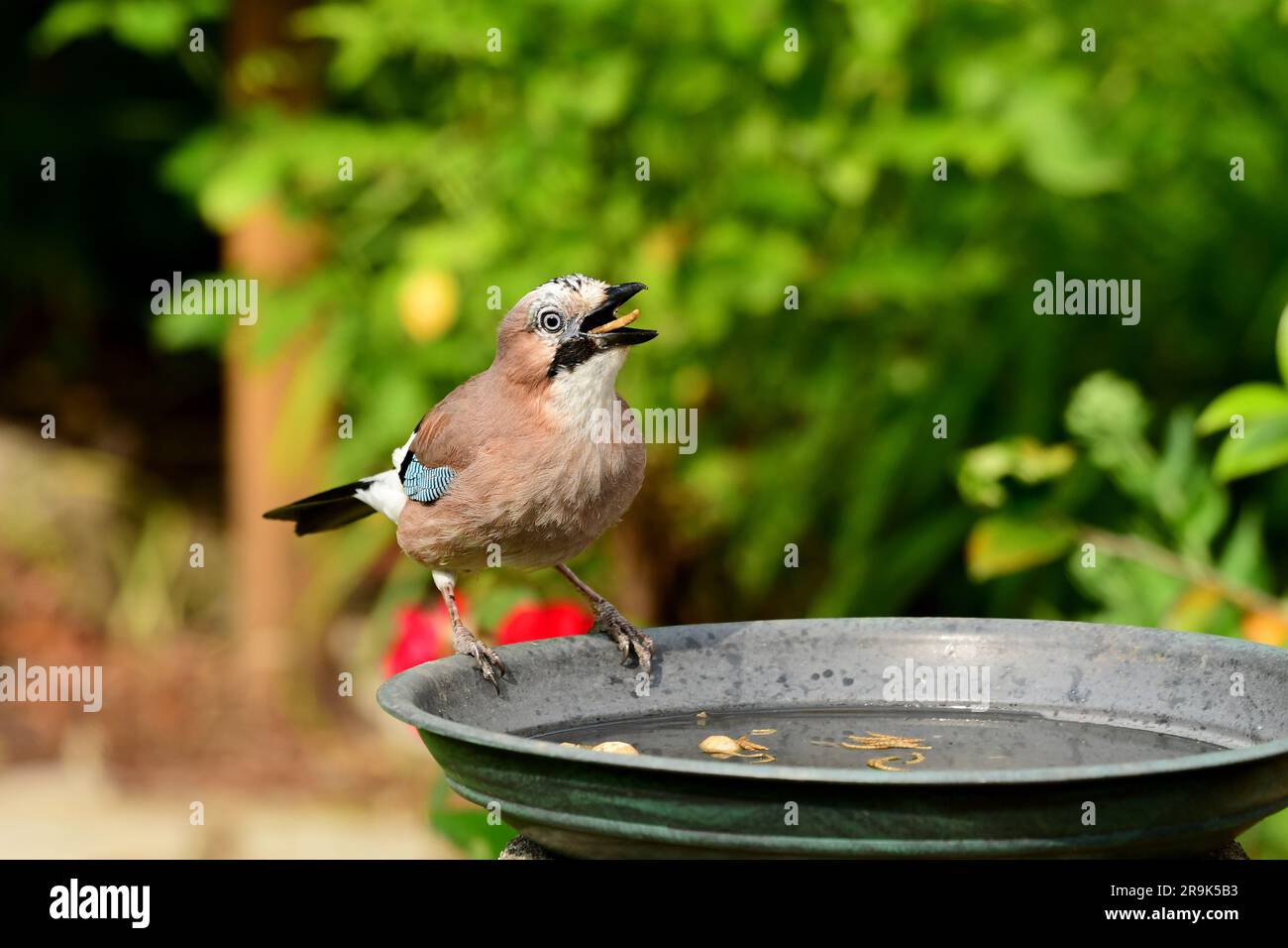 Jay bird uk nest hi-res stock photography and images - Alamy