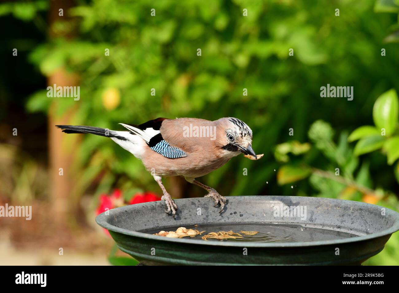 Jay bird uk nest hi-res stock photography and images - Alamy