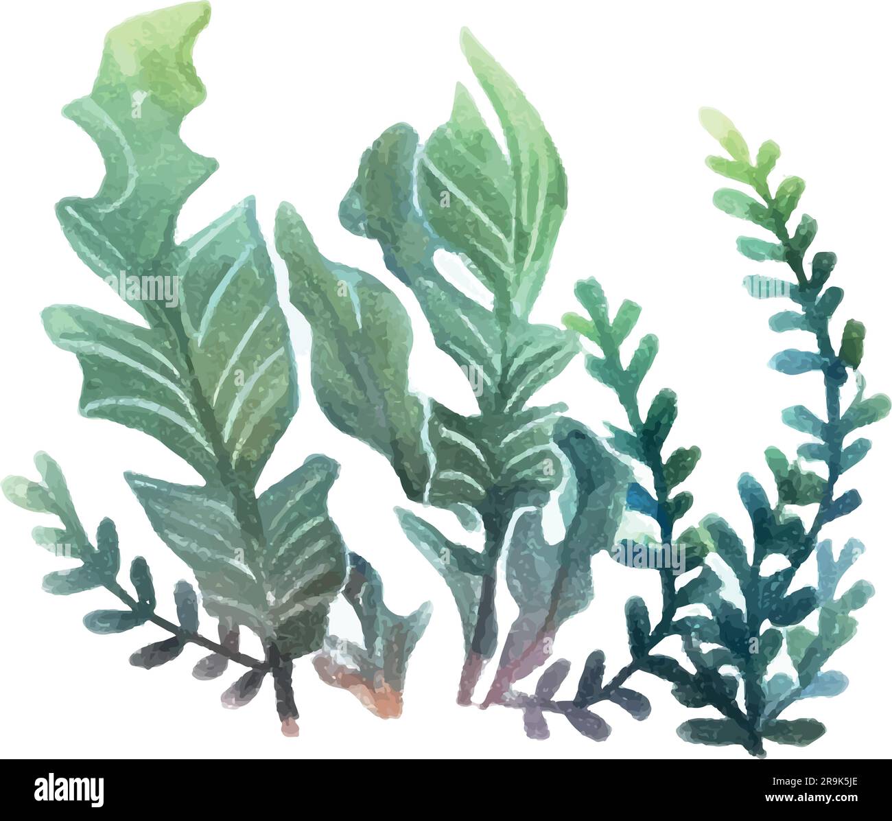 Seaweed watercolor. Vintage botanical illustration. Vector decoration ...