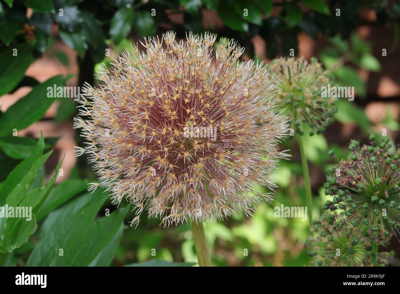 Dense faded flower head hi-res stock photography and images - Alamy