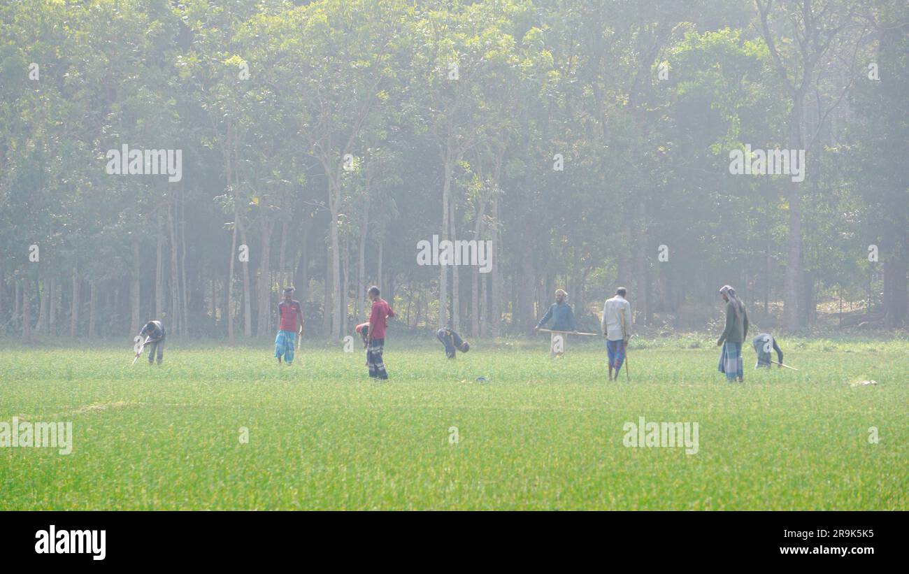 Farmers are working in the agricultural fields of Bangladesh ...