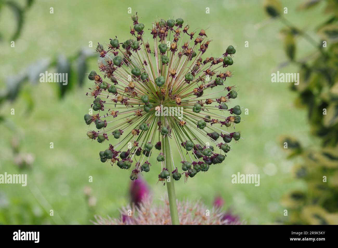 Close-up of the spherical flower head of a faded allium plant against a ...