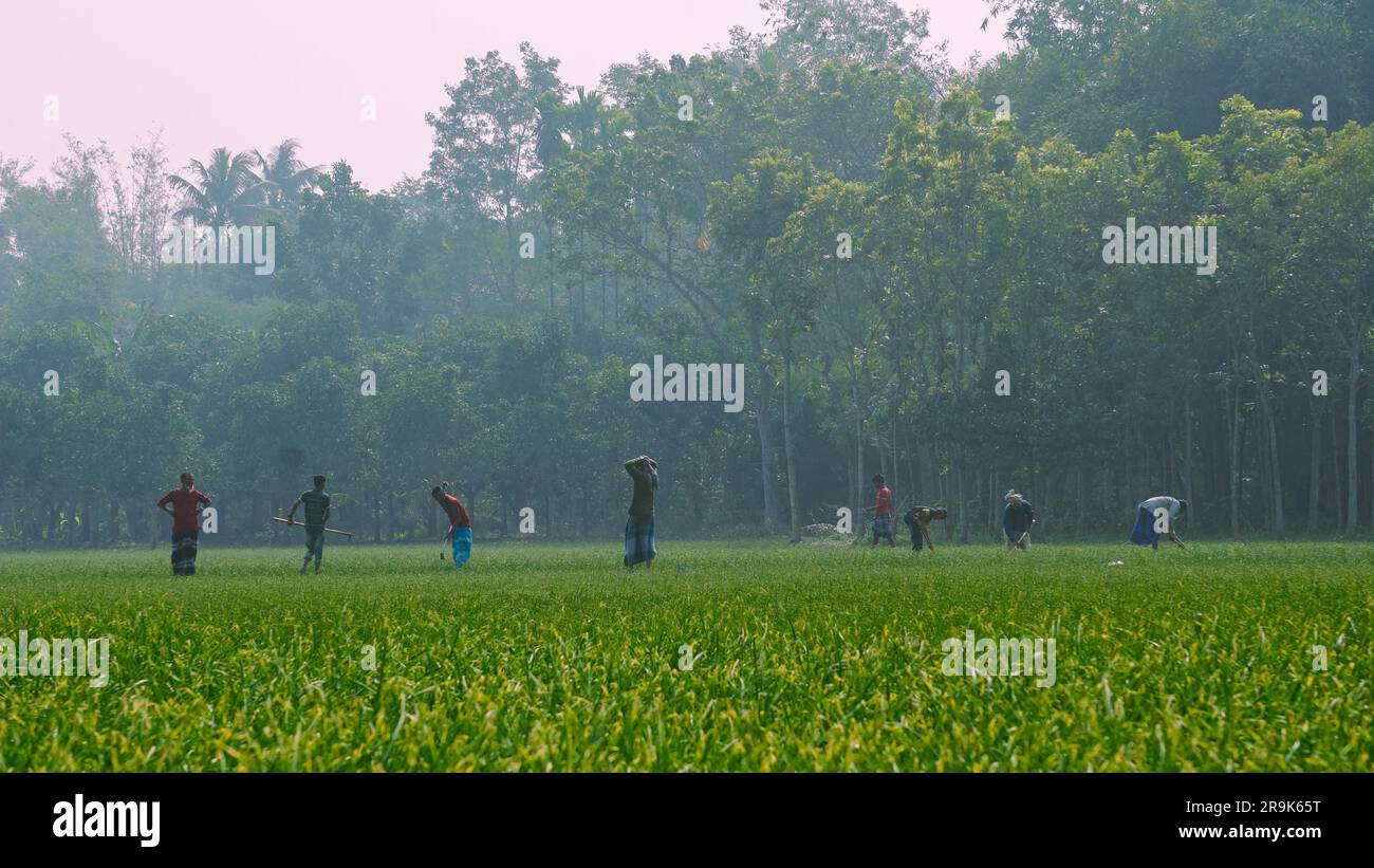 Farmers are working in the agricultural fields of Bangladesh ...