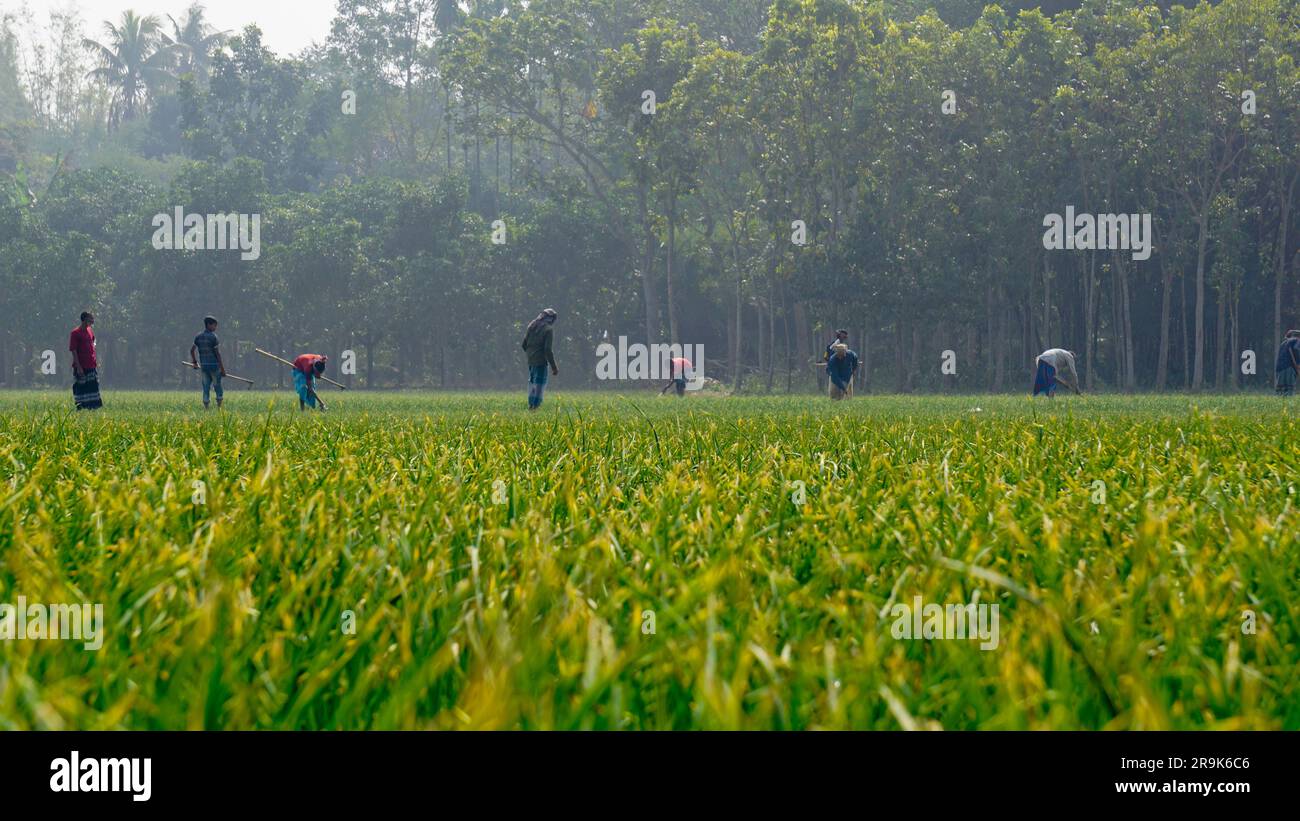 Farmers are working in the agricultural fields of Bangladesh ...