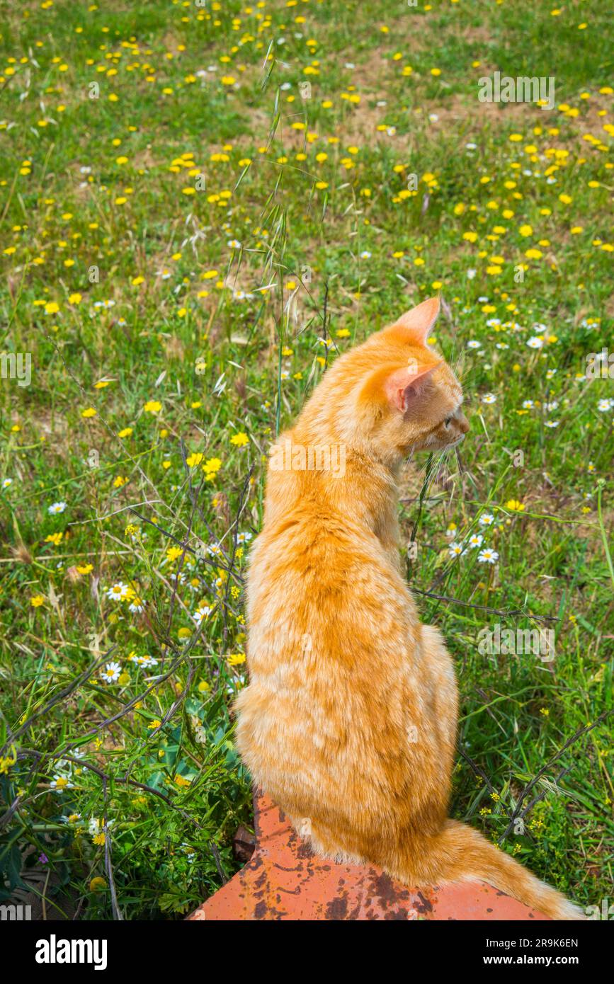 Orange tabby cat in the countryside Stock Photo - Alamy